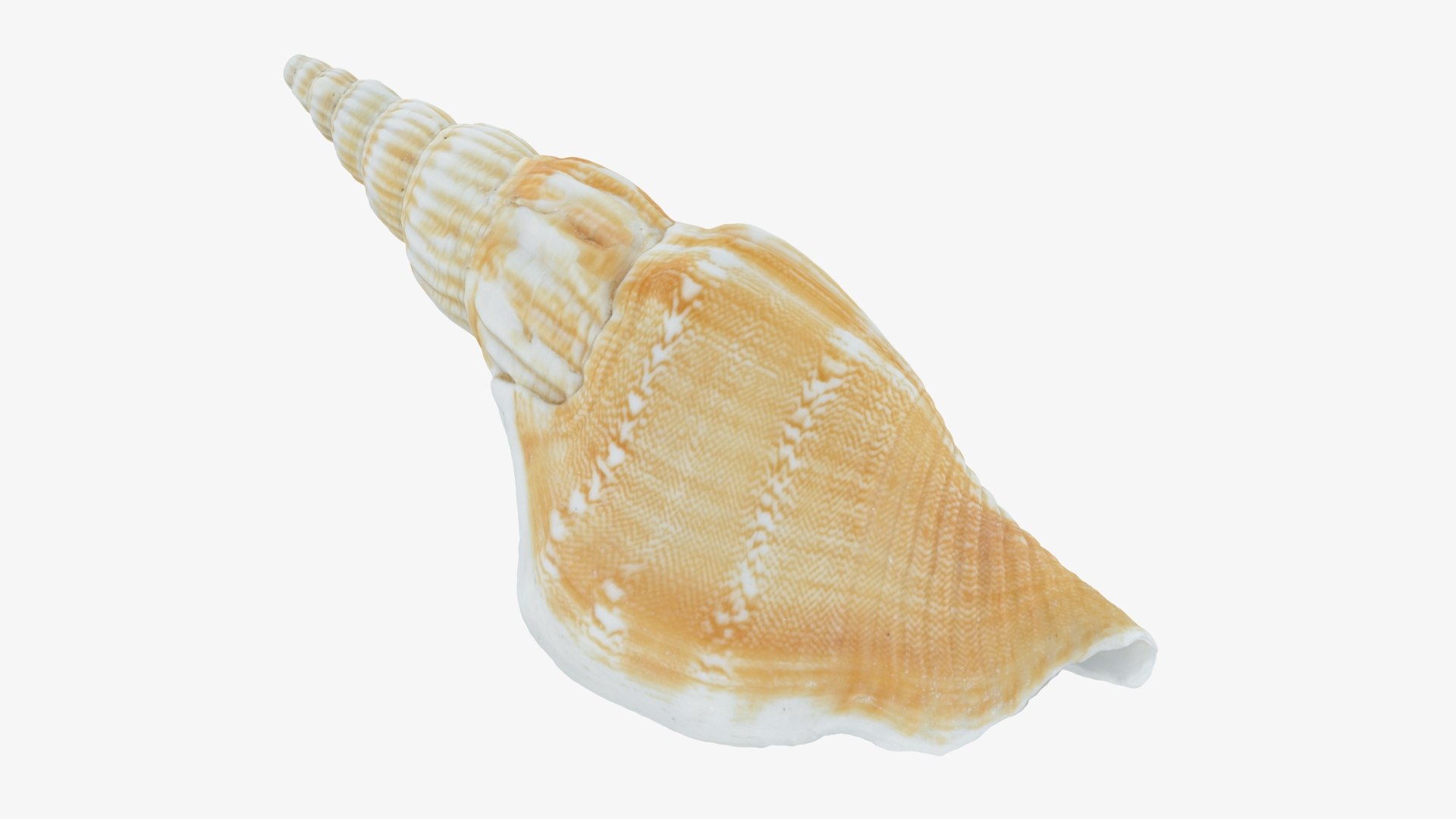 3D Doxander Vittatus Raw Scan - TurboSquid 2369501