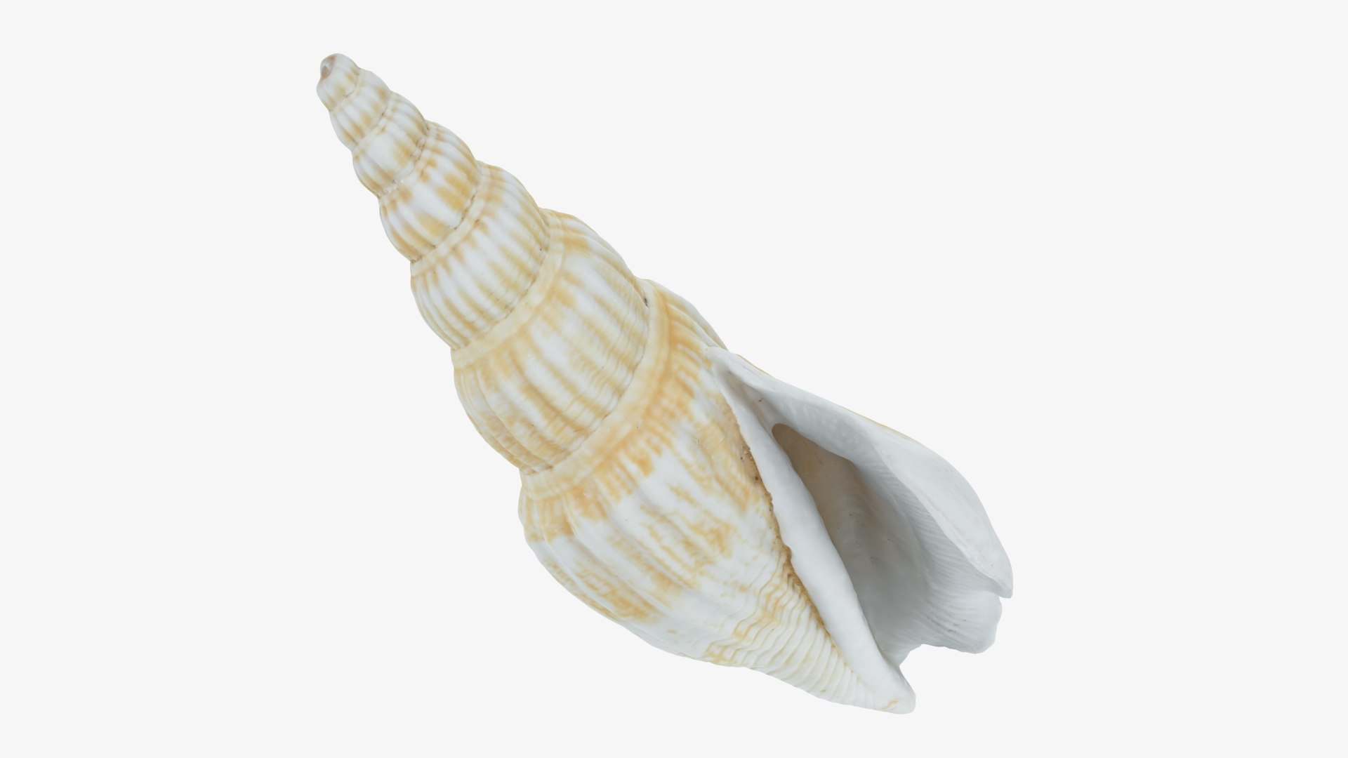 3D Doxander Vittatus Raw Scan - TurboSquid 2369501