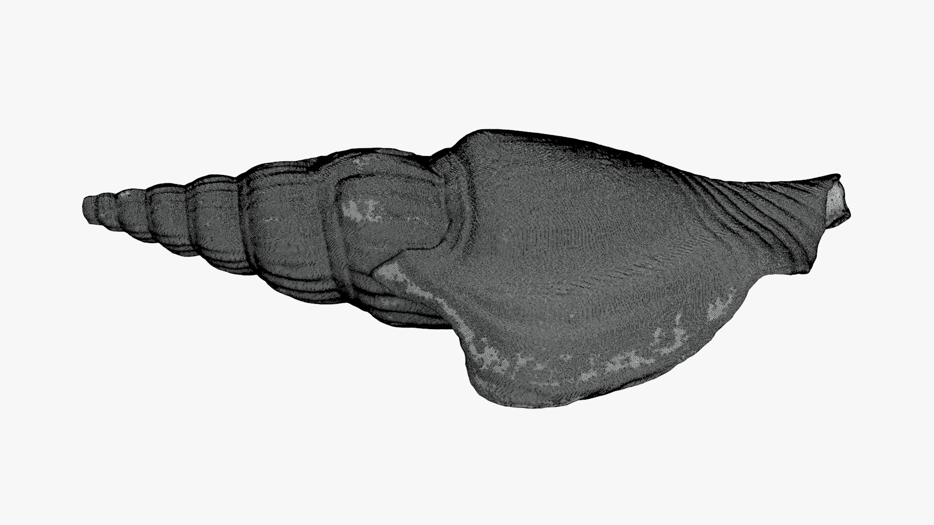 3D Doxander Vittatus Raw Scan - TurboSquid 2369501
