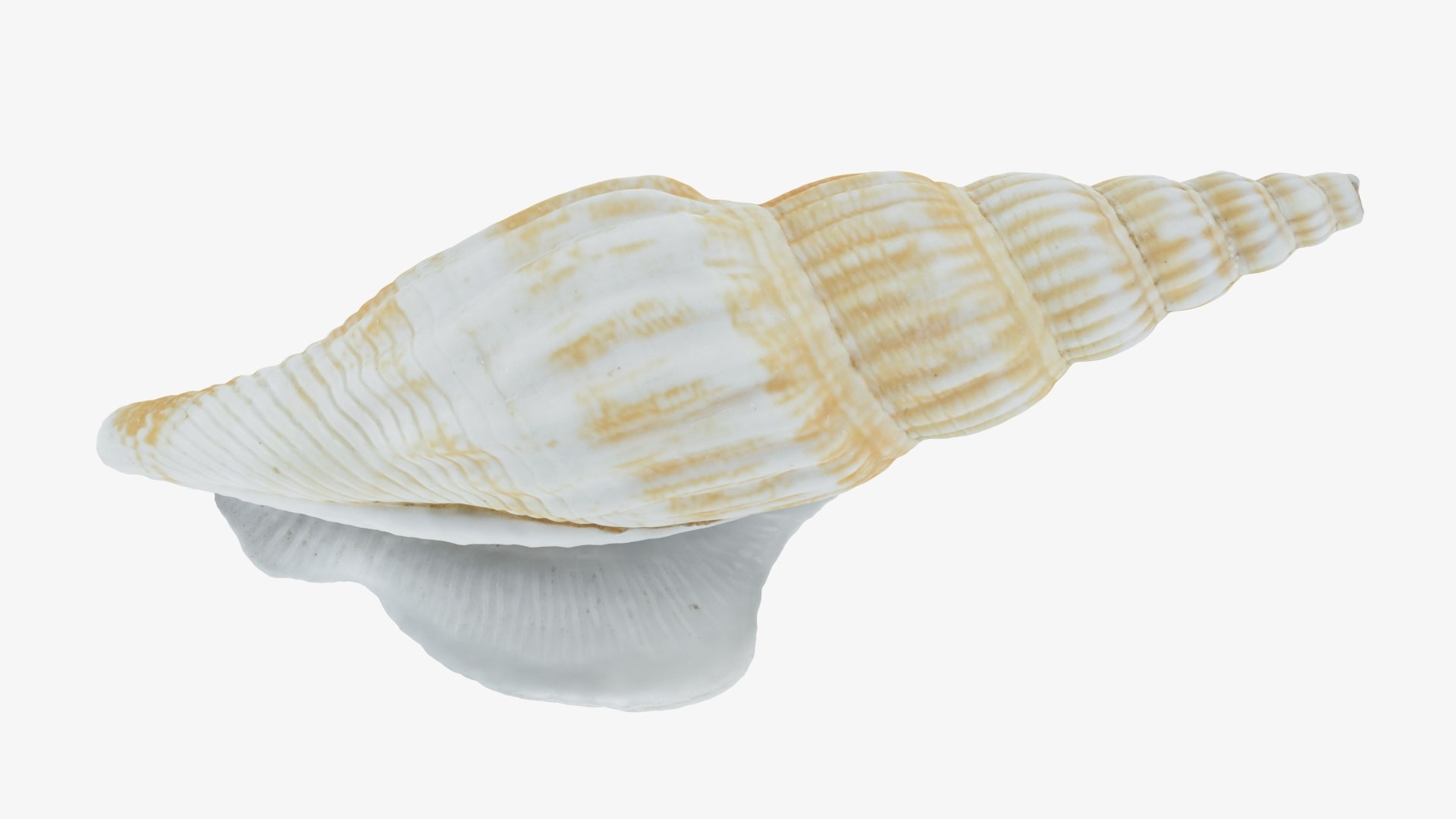 3D Doxander Vittatus Raw Scan - TurboSquid 2369501