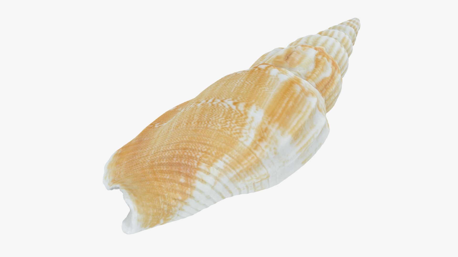 3D Doxander Vittatus Raw Scan - TurboSquid 2369501