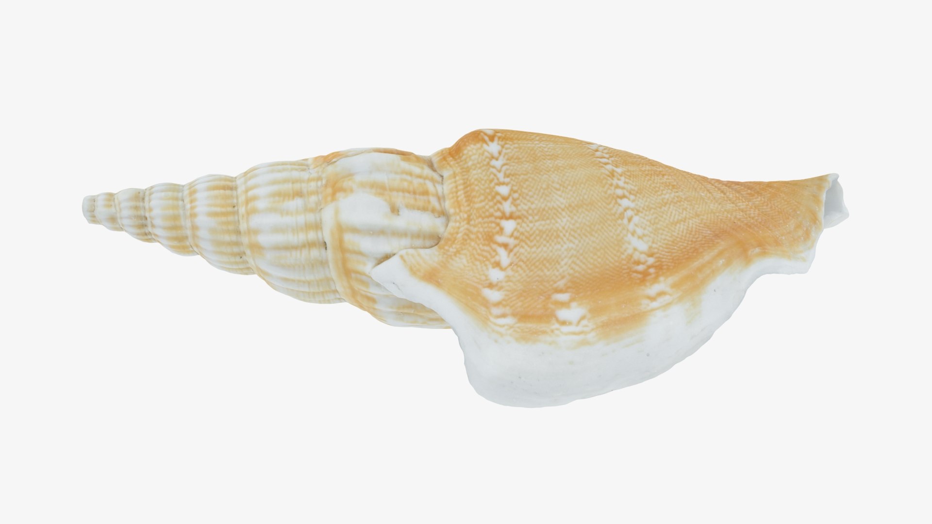 3D Doxander Vittatus Raw Scan - TurboSquid 2369501