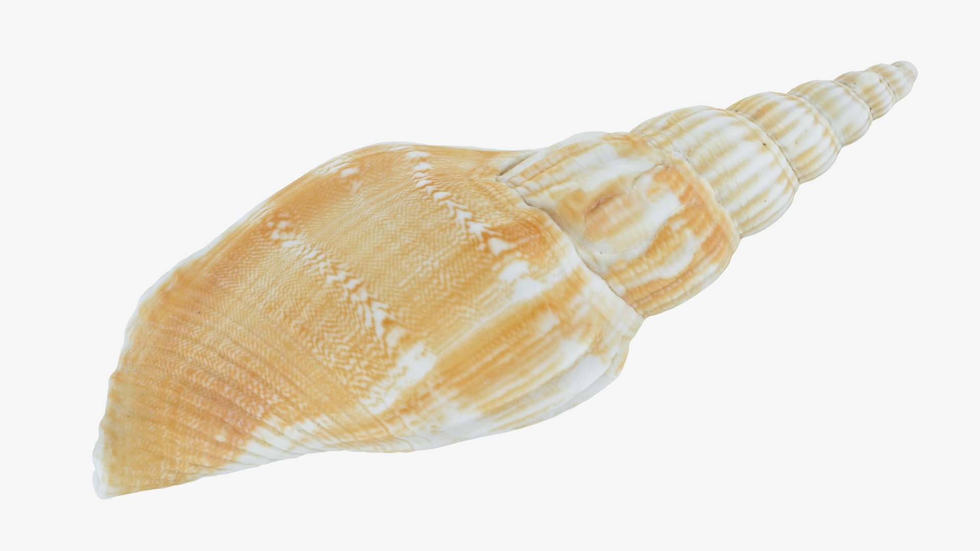 3D Doxander Vittatus Raw Scan - TurboSquid 2369501