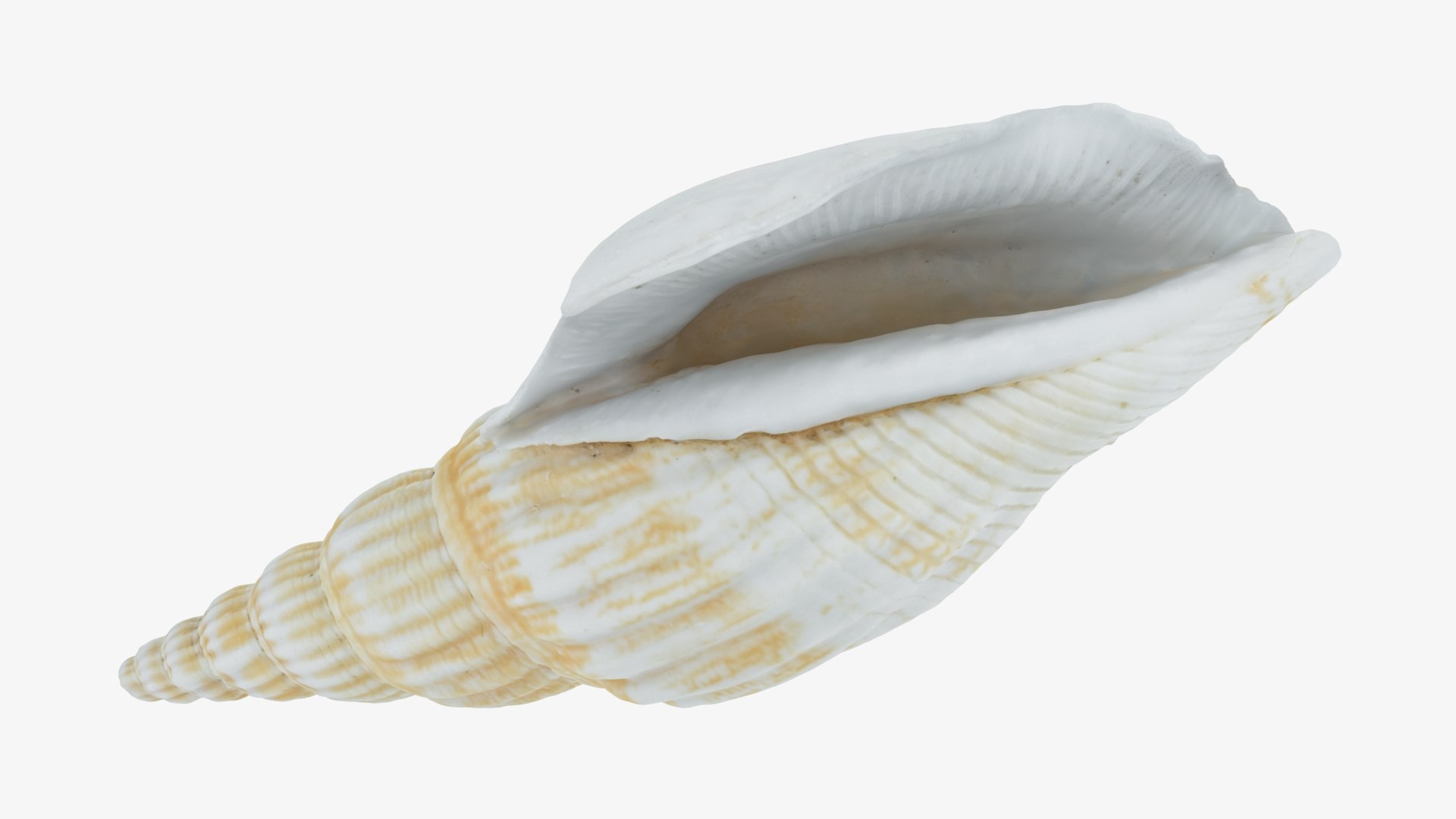 3D Doxander Vittatus Raw Scan - TurboSquid 2369501