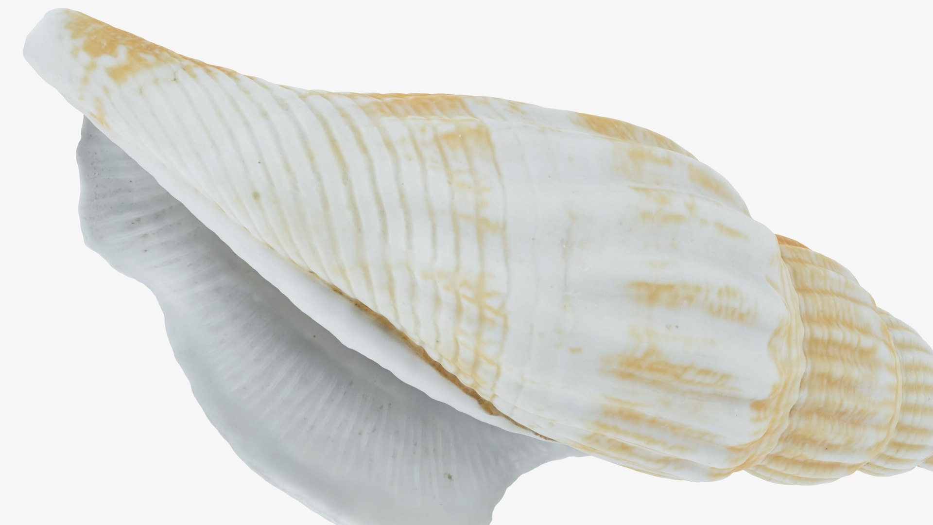 3D Doxander Vittatus Raw Scan - TurboSquid 2369501