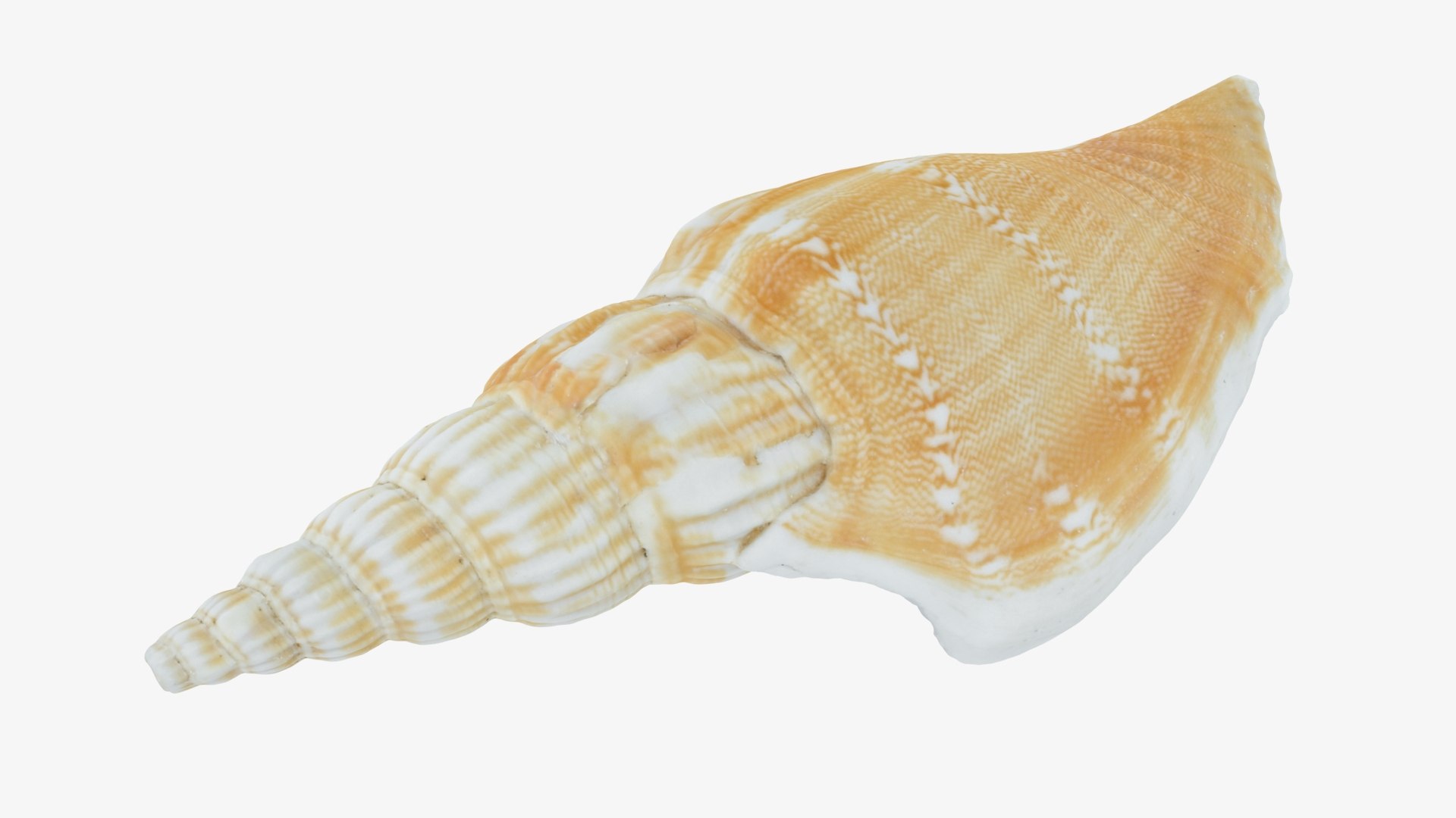 3D Doxander Vittatus Raw Scan - TurboSquid 2369501