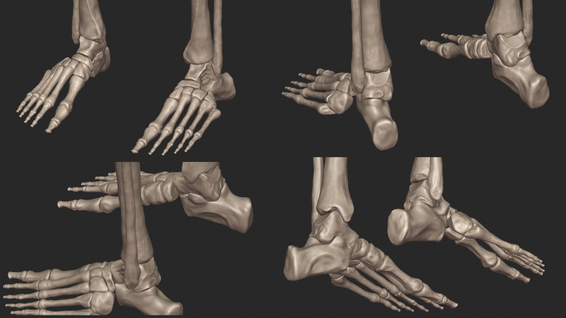 Lower Limb Science Anatomy 3D Model - TurboSquid 1451204