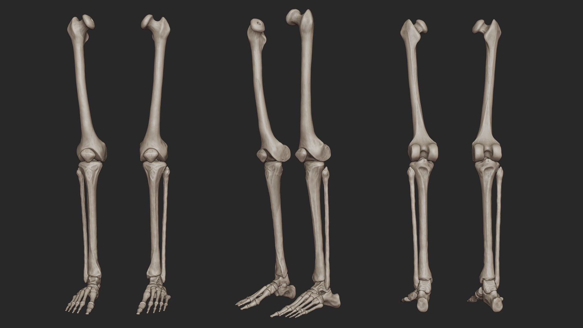 Lower Limb Science Anatomy 3D Model - TurboSquid 1451204
