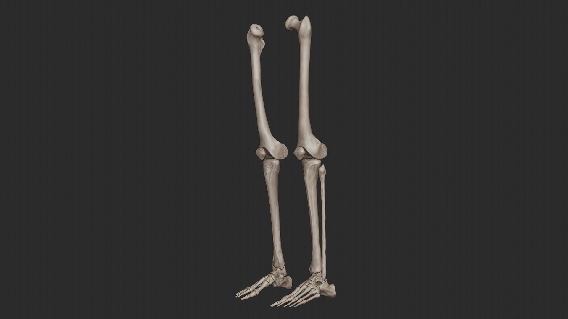 Lower Limb Science Anatomy 3D Model - TurboSquid 1451204