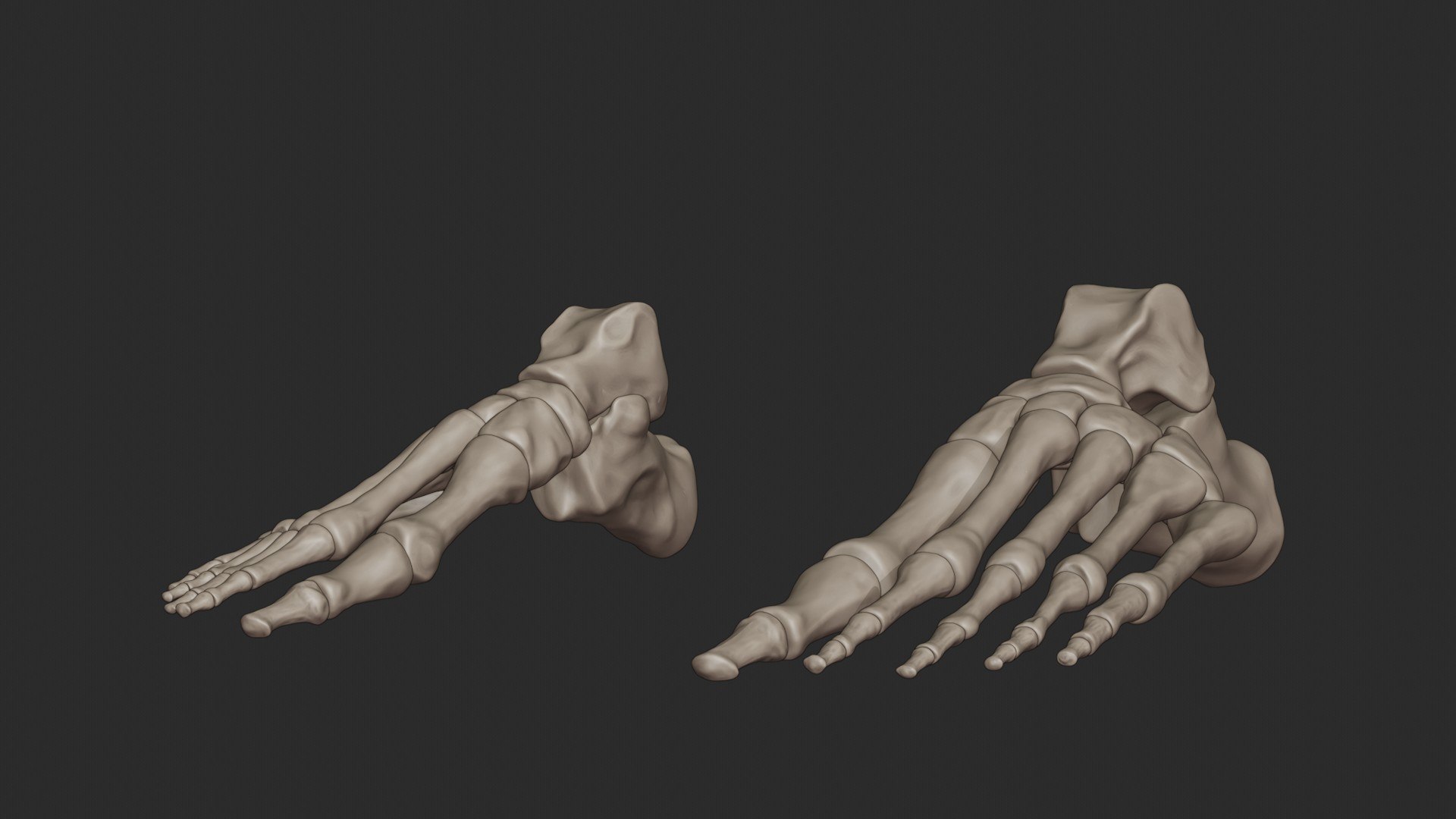 Lower Limb Science Anatomy 3D Model - TurboSquid 1451204