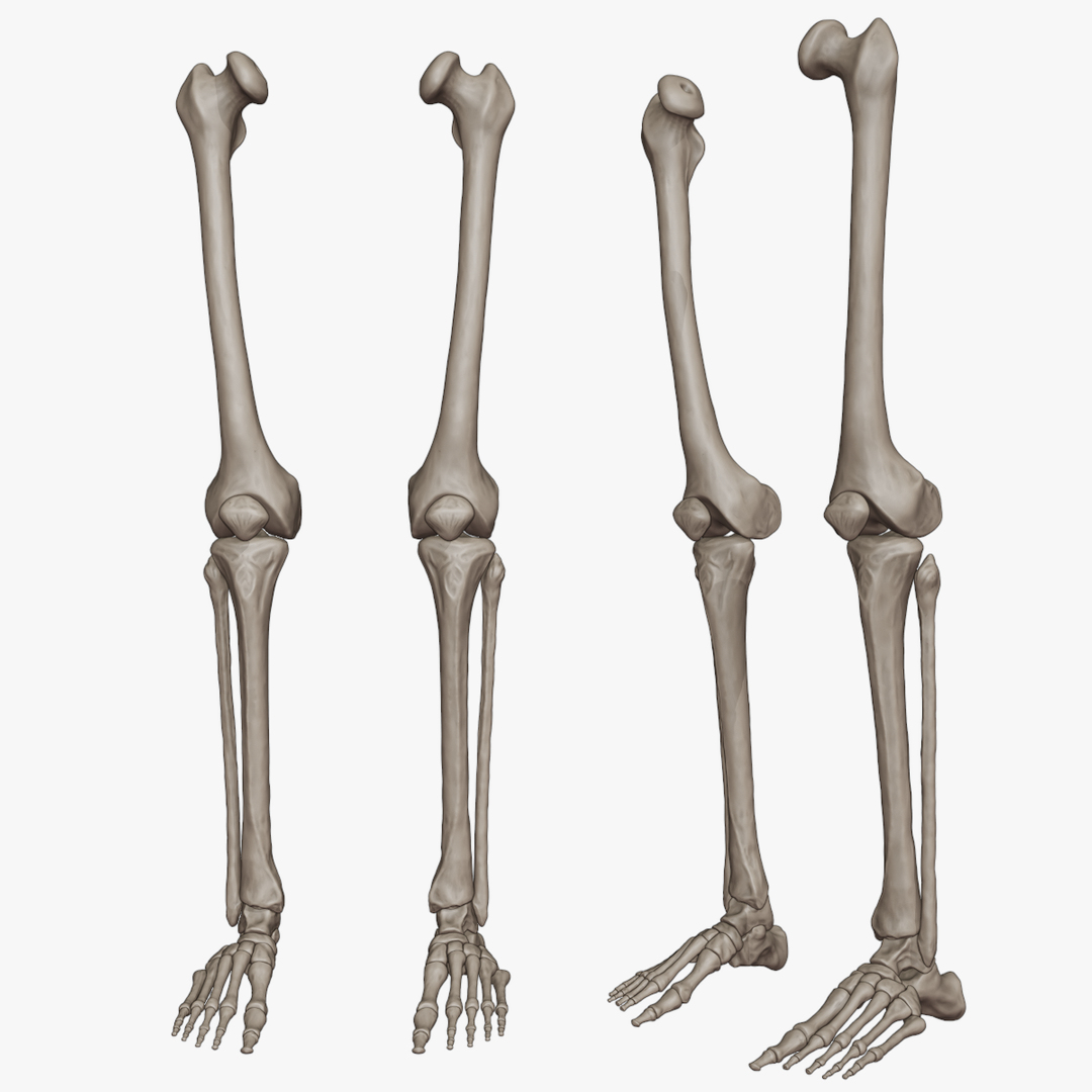 Lower limb science anatomy 3D model - TurboSquid 1451204