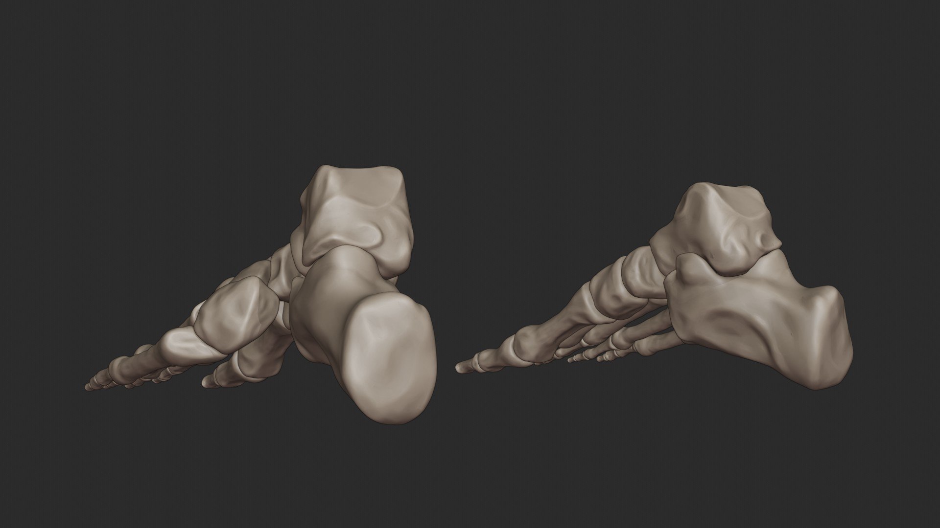 Lower Limb Science Anatomy 3D Model - TurboSquid 1451204