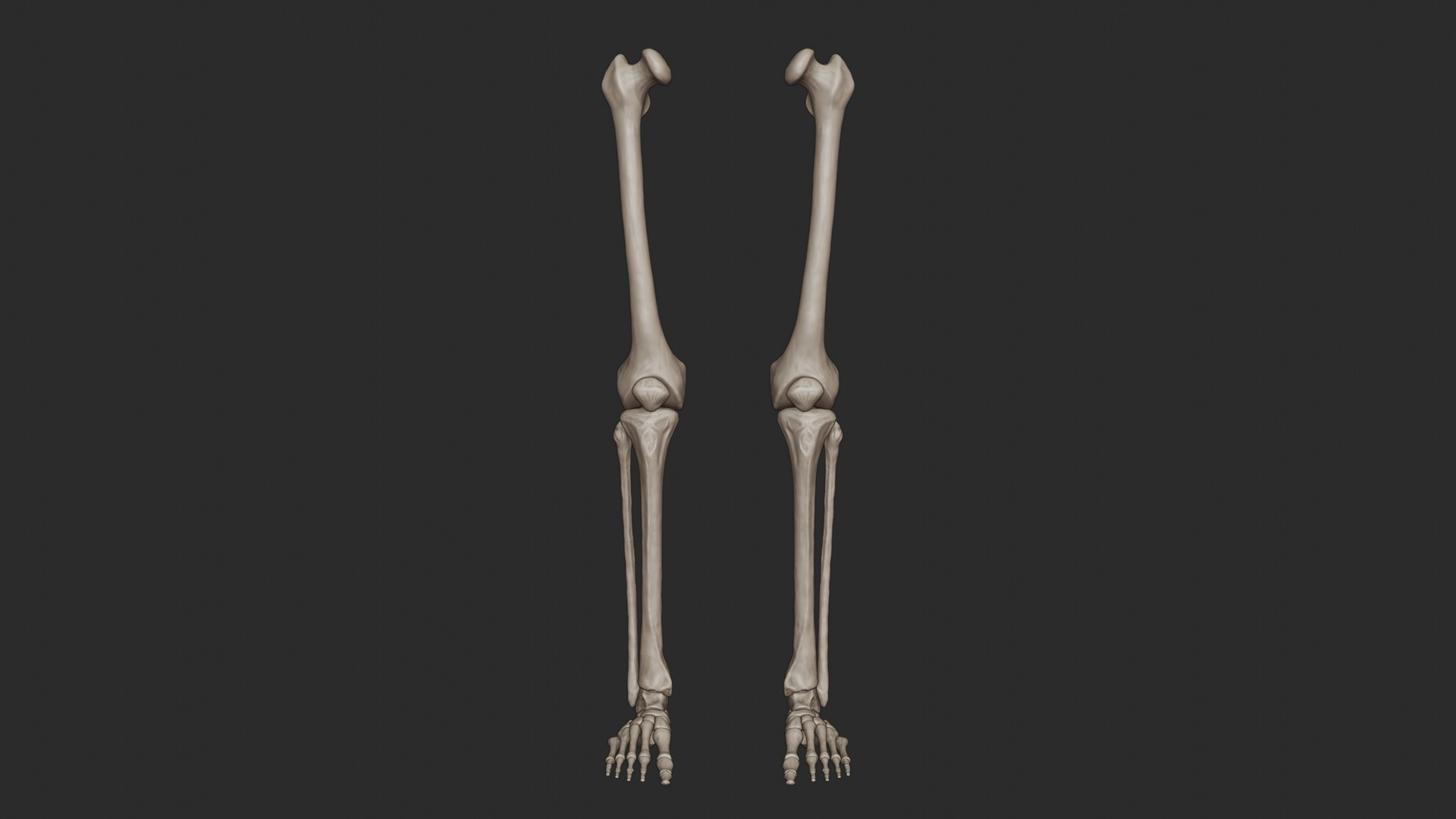 Lower Limb Science Anatomy 3D Model - TurboSquid 1451204