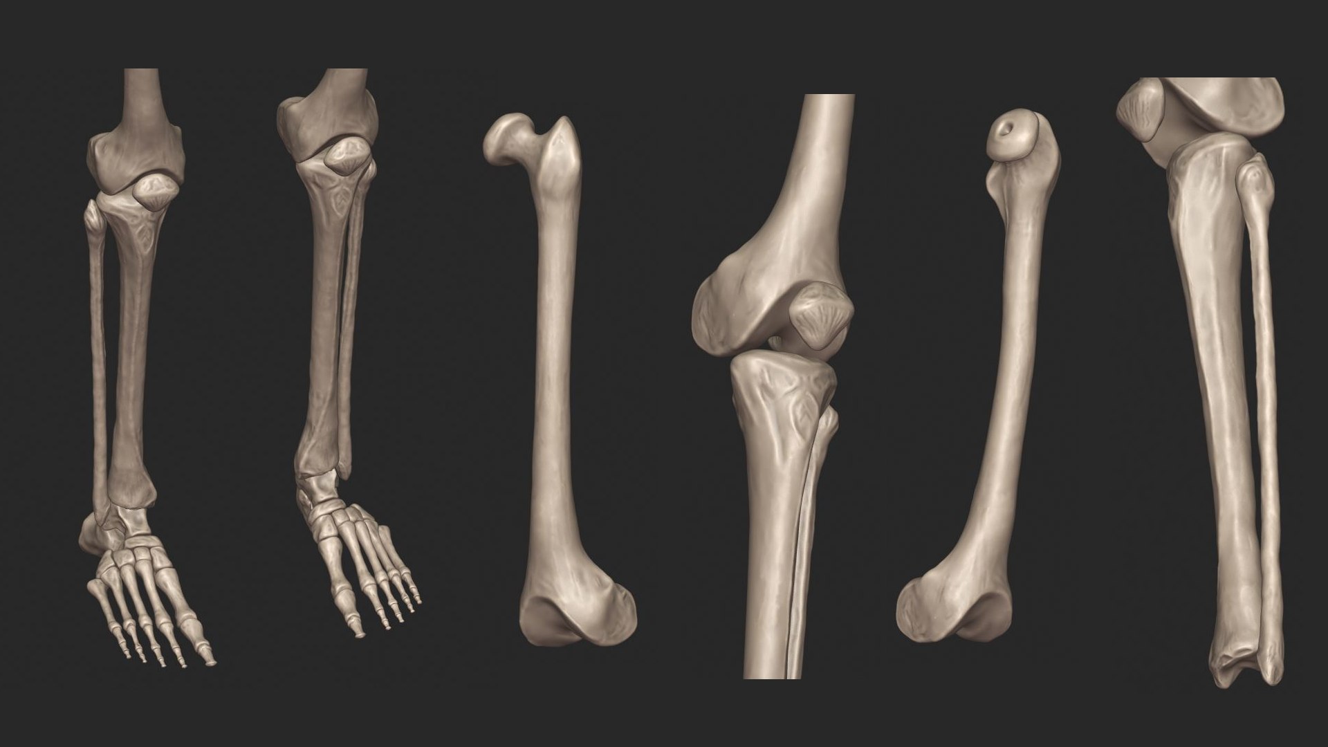 Lower Limb Science Anatomy 3D Model - TurboSquid 1451204