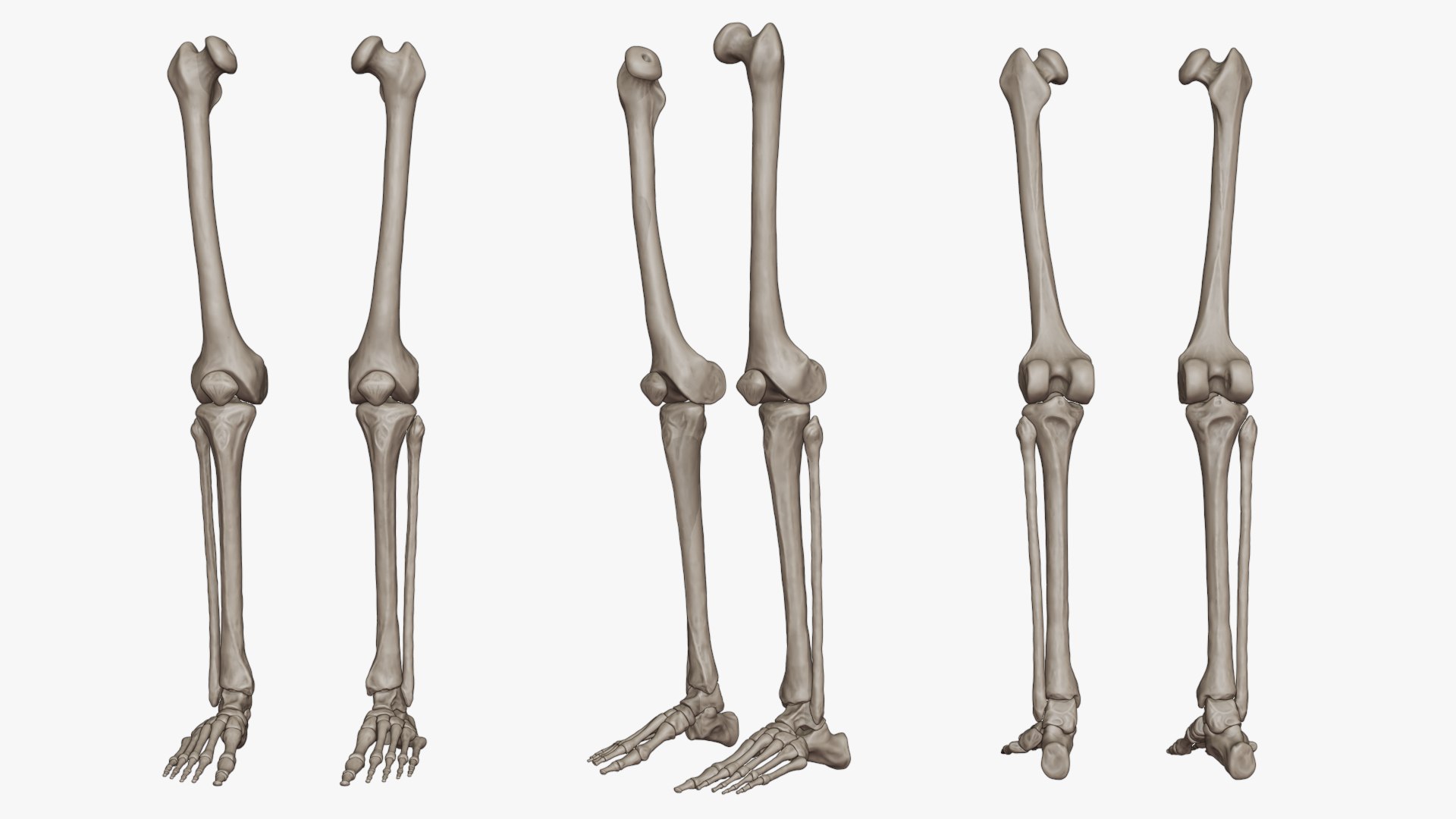 Lower Limb Science Anatomy 3D Model - TurboSquid 1451204