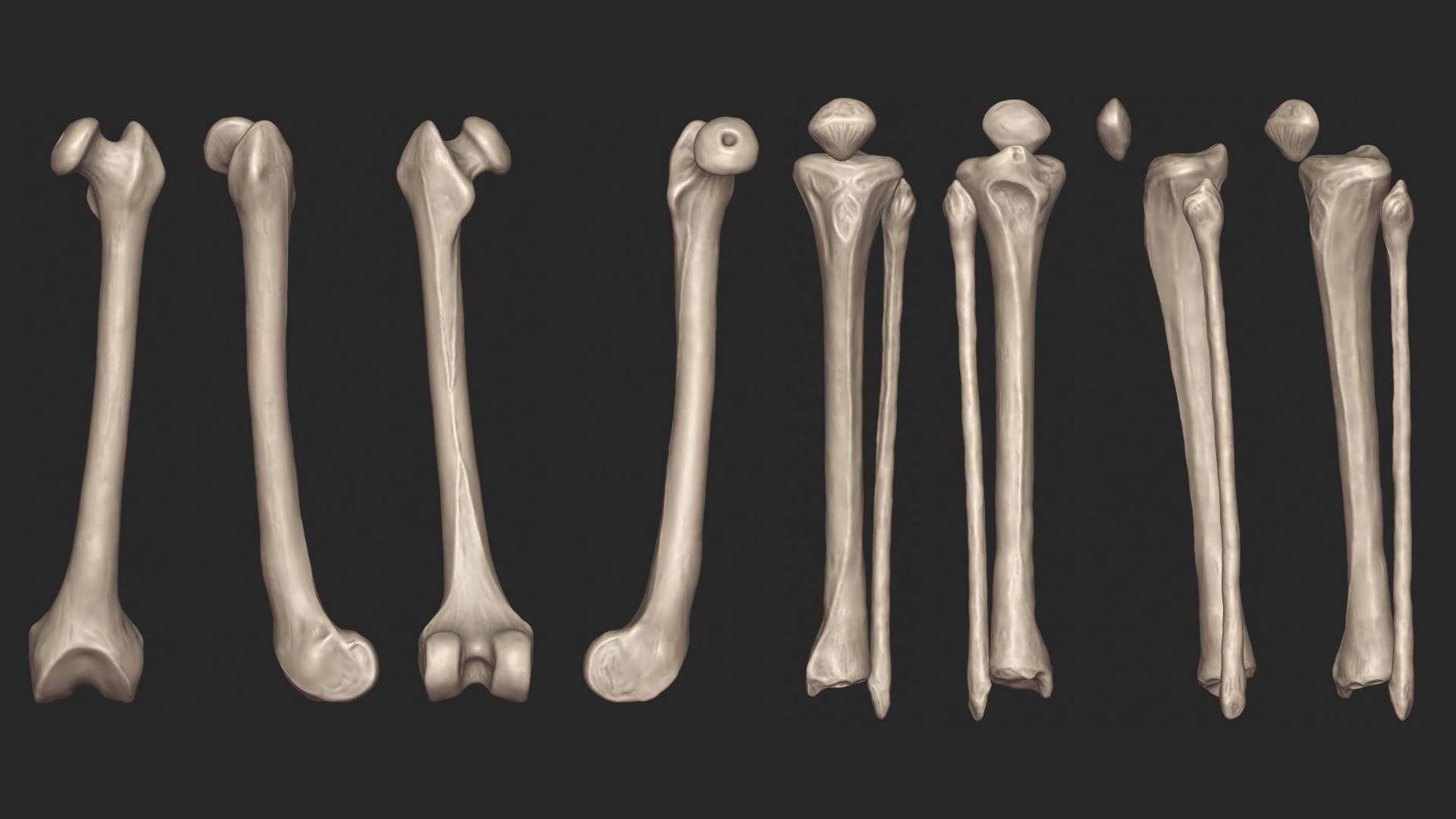 Lower Limb Science Anatomy 3D Model - TurboSquid 1451204