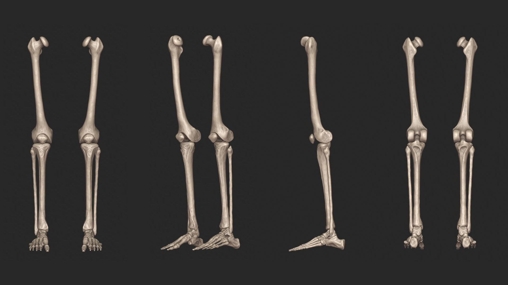 Lower Limb Science Anatomy 3D Model - TurboSquid 1451204