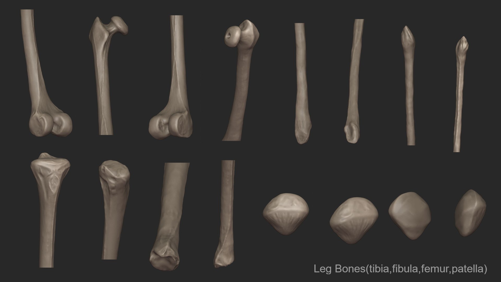 Lower limb science anatomy 3D model - TurboSquid 1451204