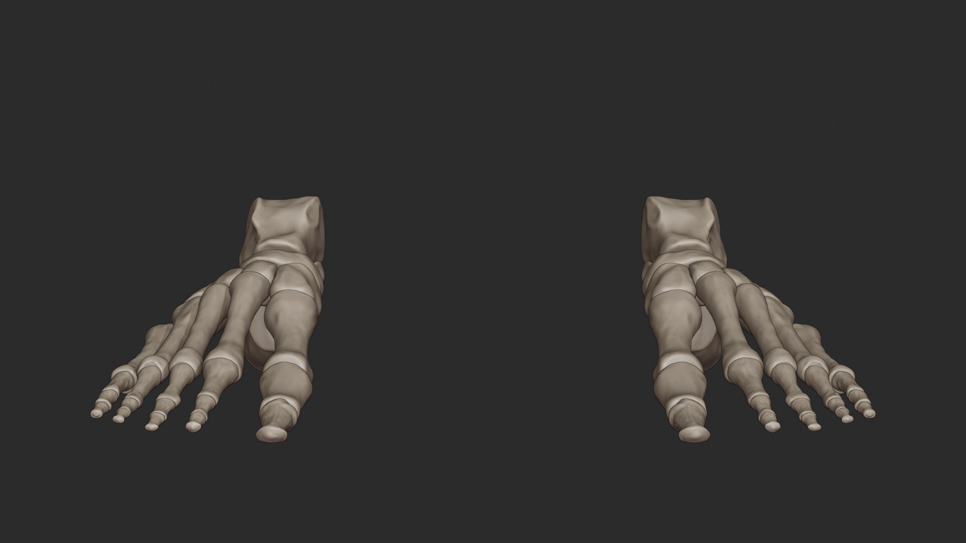 Lower Limb Science Anatomy 3D Model - TurboSquid 1451204