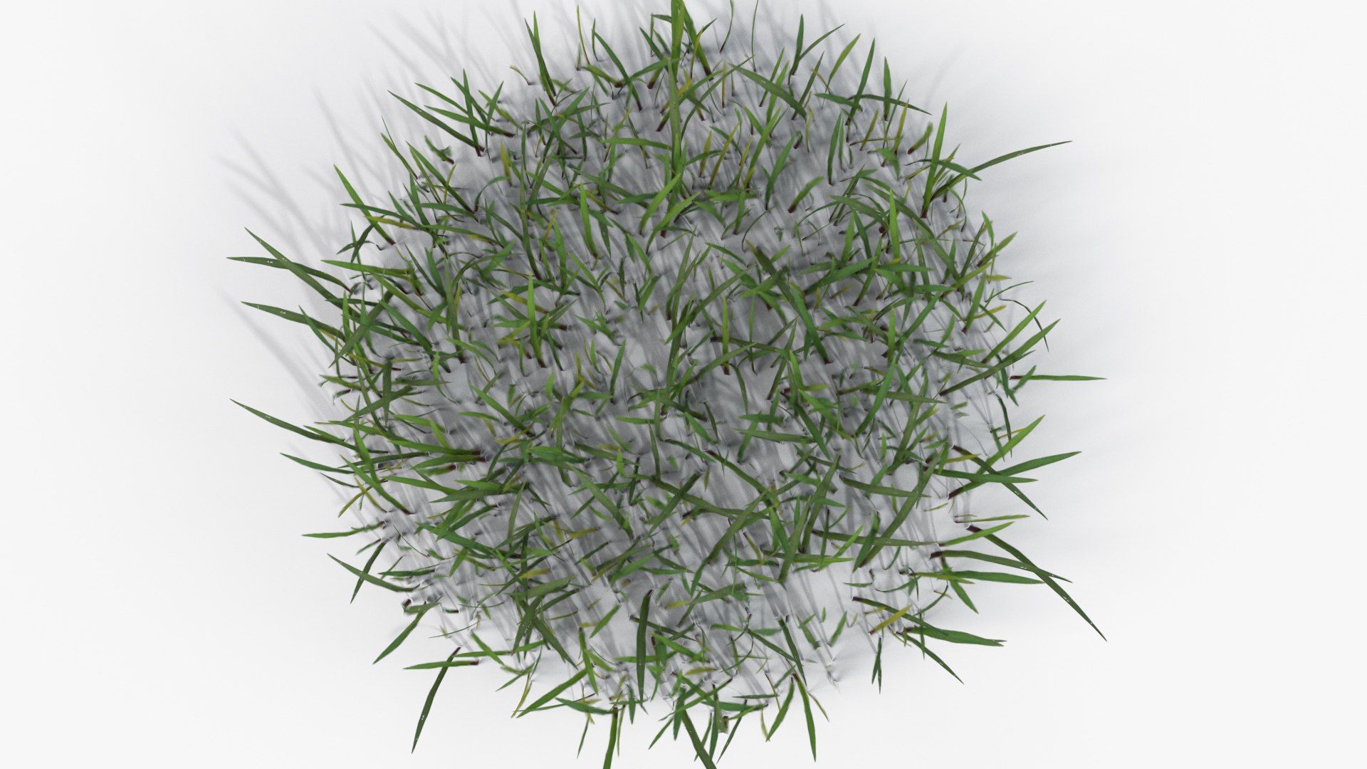 3D Grass Cluster Collection 003- 2 Cluster Types Model - TurboSquid 1923645