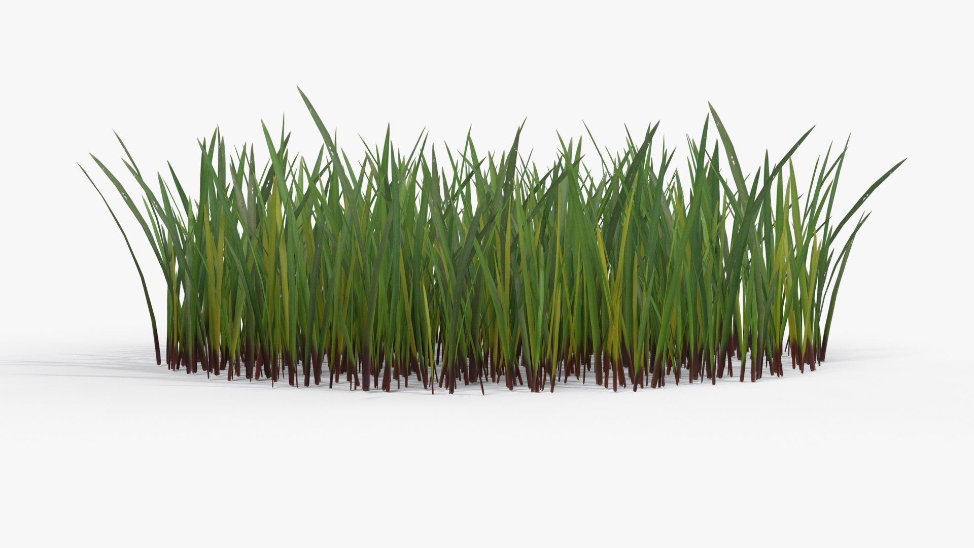 3D Grass Cluster Collection 003- 2 Cluster Types Model - TurboSquid 1923645