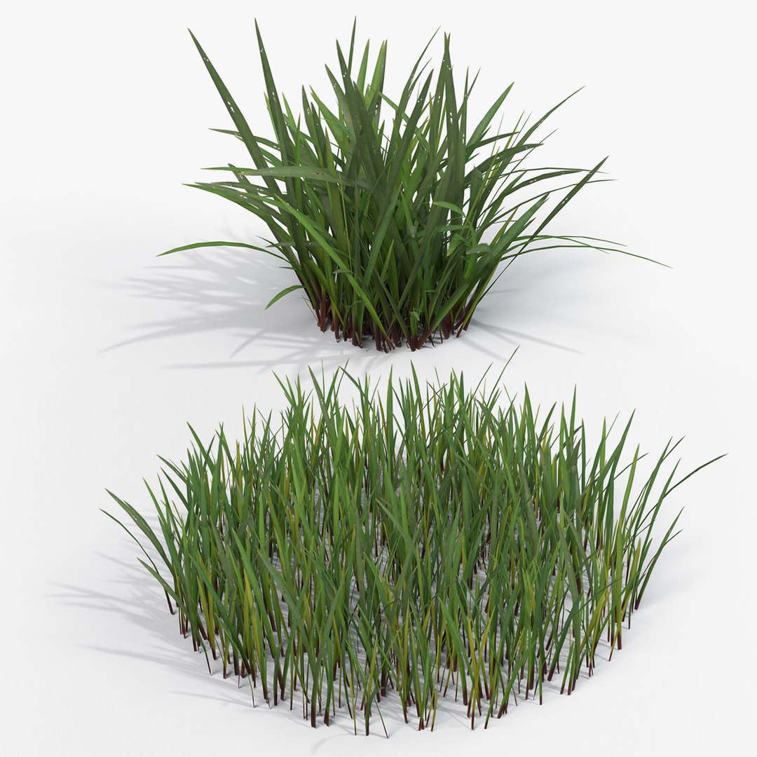 3D Grass Cluster Collection 003- 2 Cluster Types Model - TurboSquid 1923645