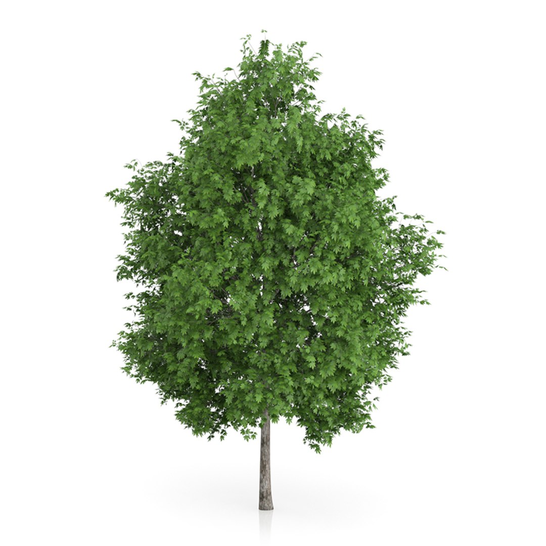 3d London Plane Tree Platanus