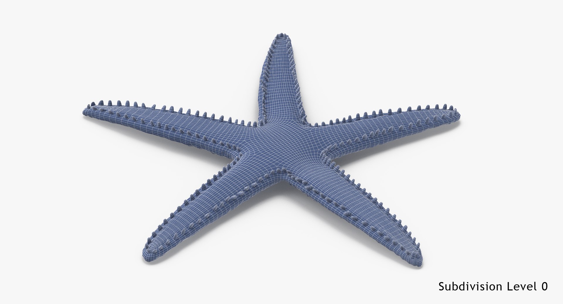 3d model of dried flat starfish