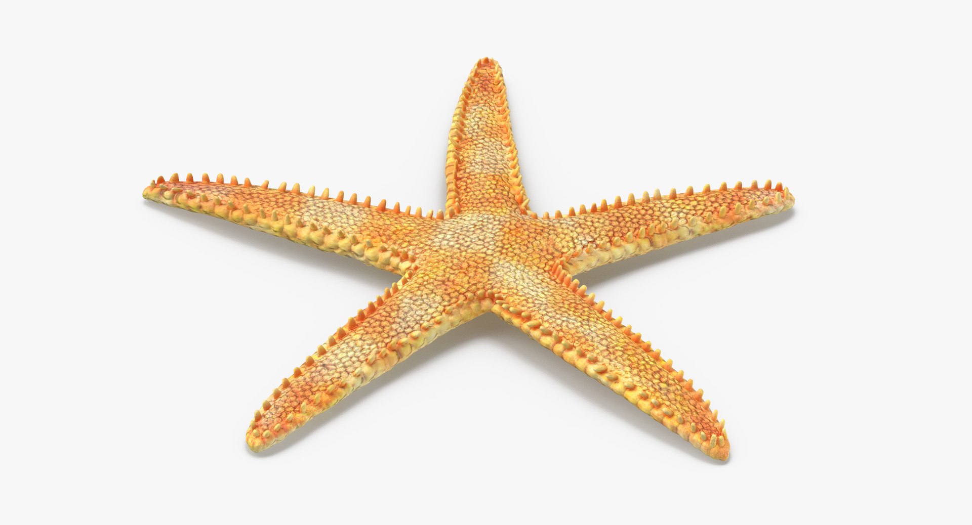 3d model of dried flat starfish