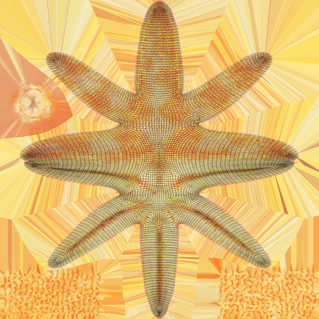 3d model of dried flat starfish