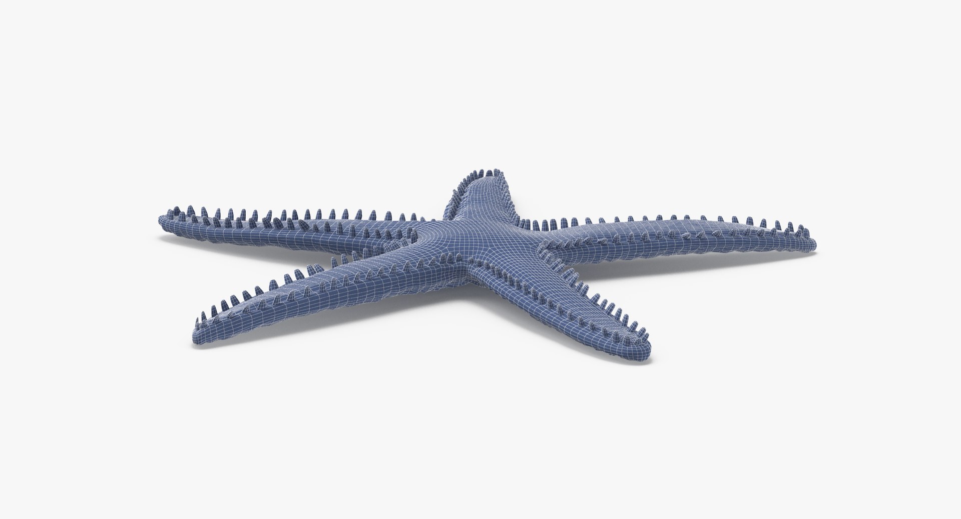 3d model of dried flat starfish