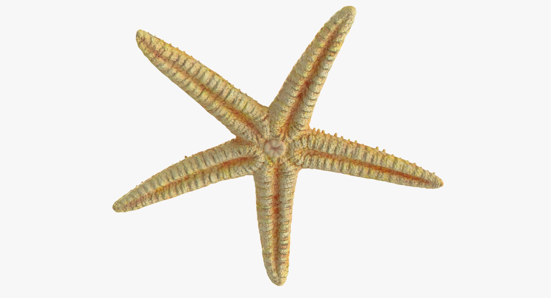 3d model of dried flat starfish