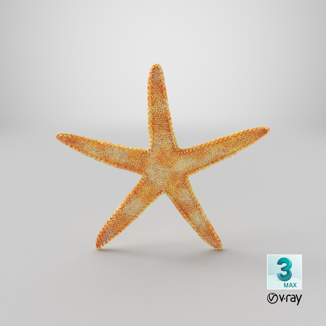 3d model of dried flat starfish