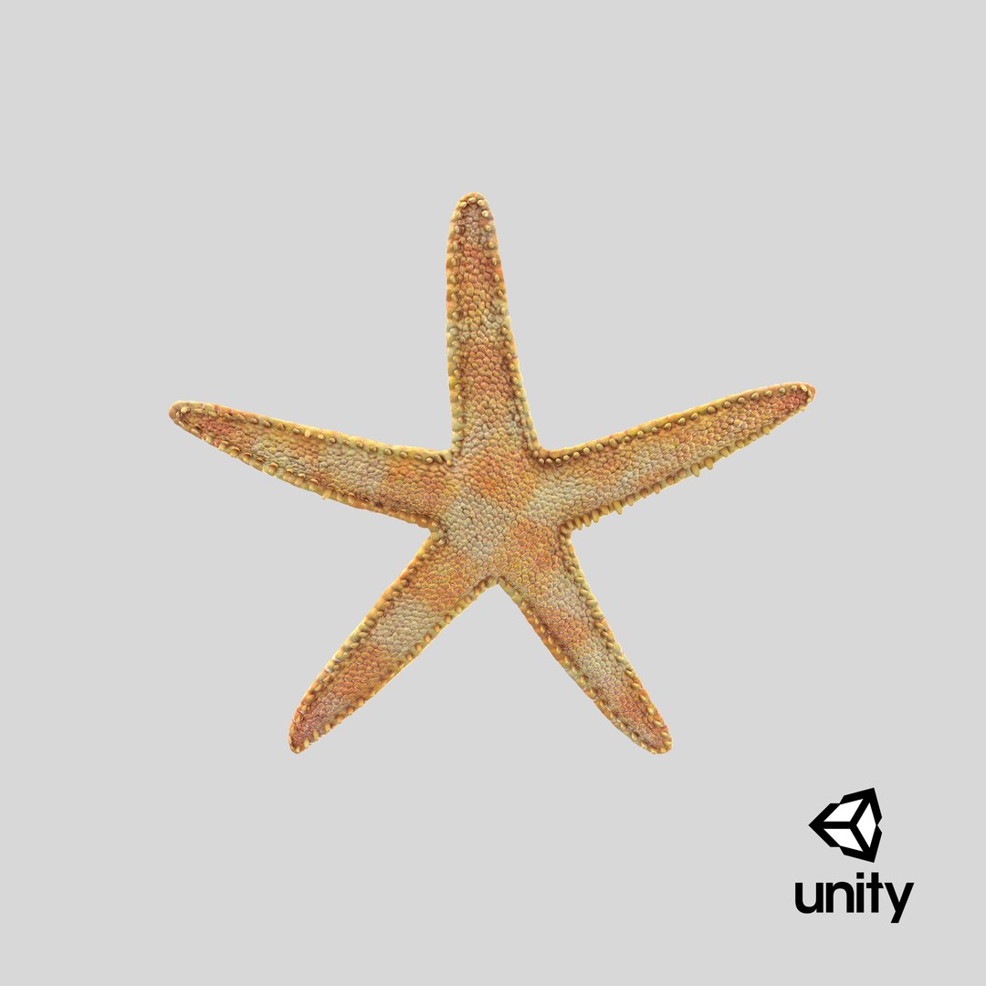 3d model of dried flat starfish