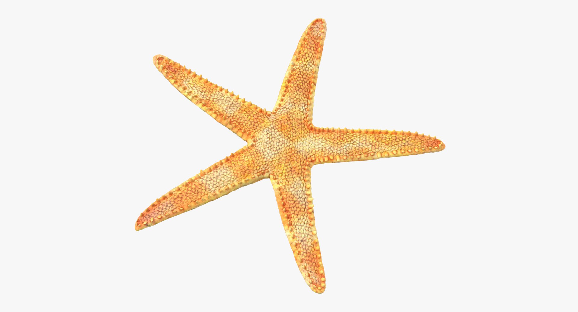 3d model of dried flat starfish