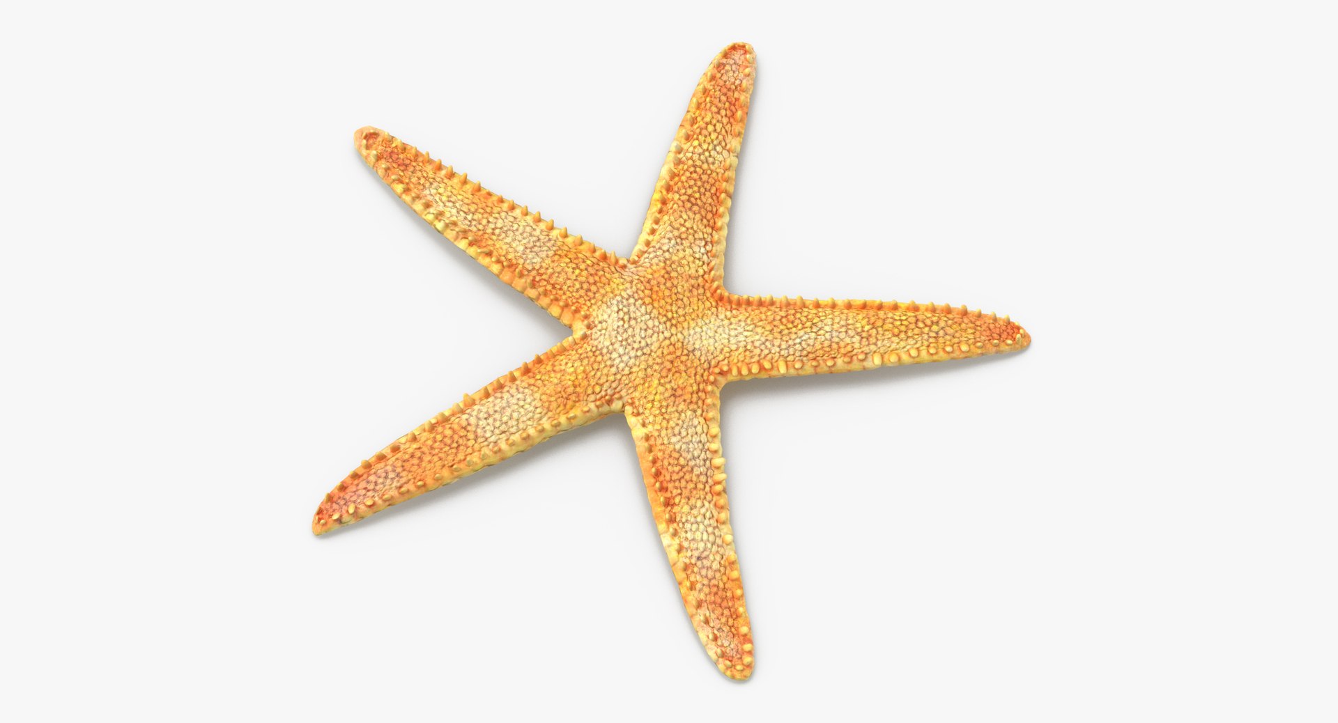 3d model of dried flat starfish