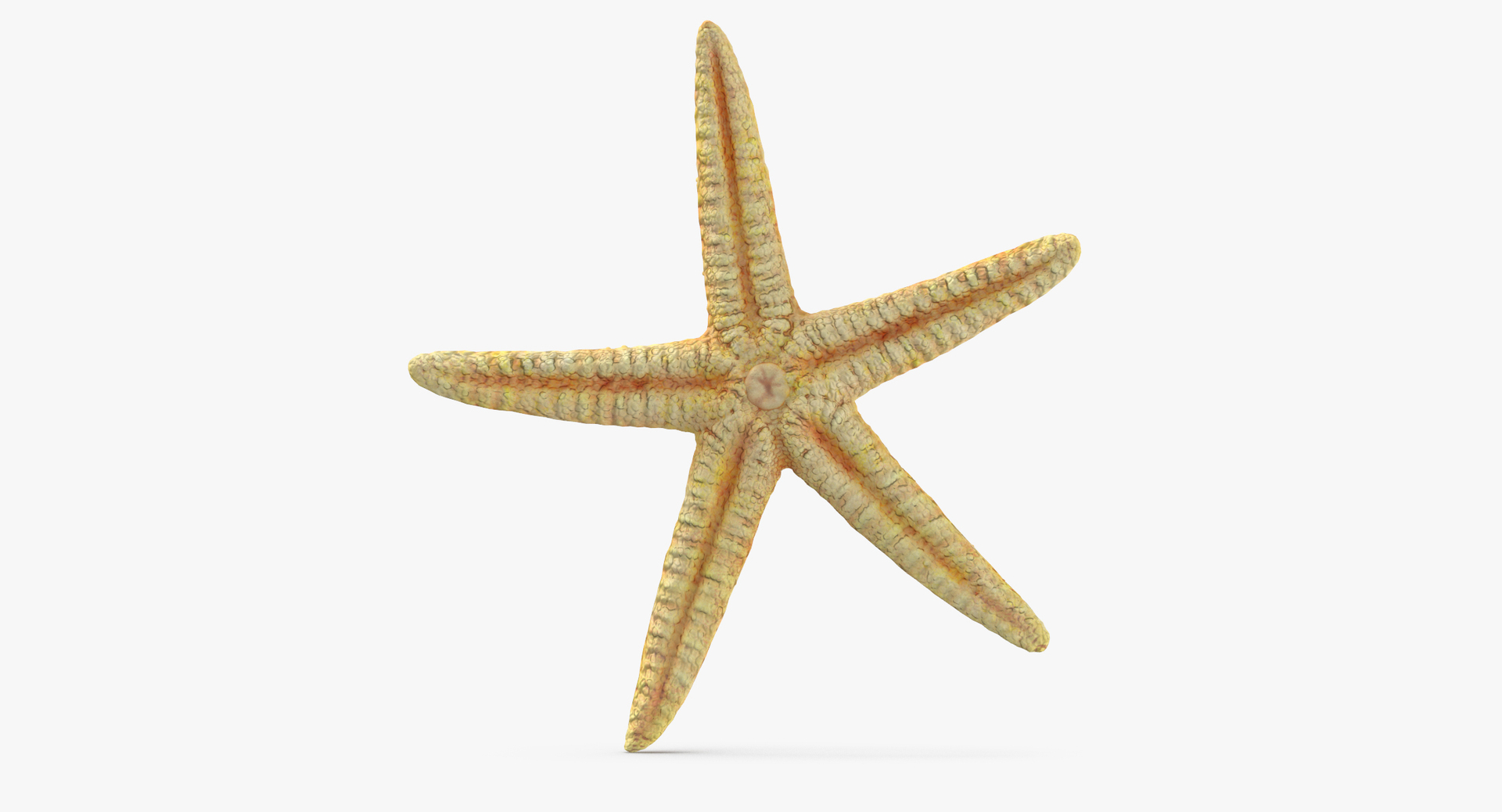 3d model of dried flat starfish