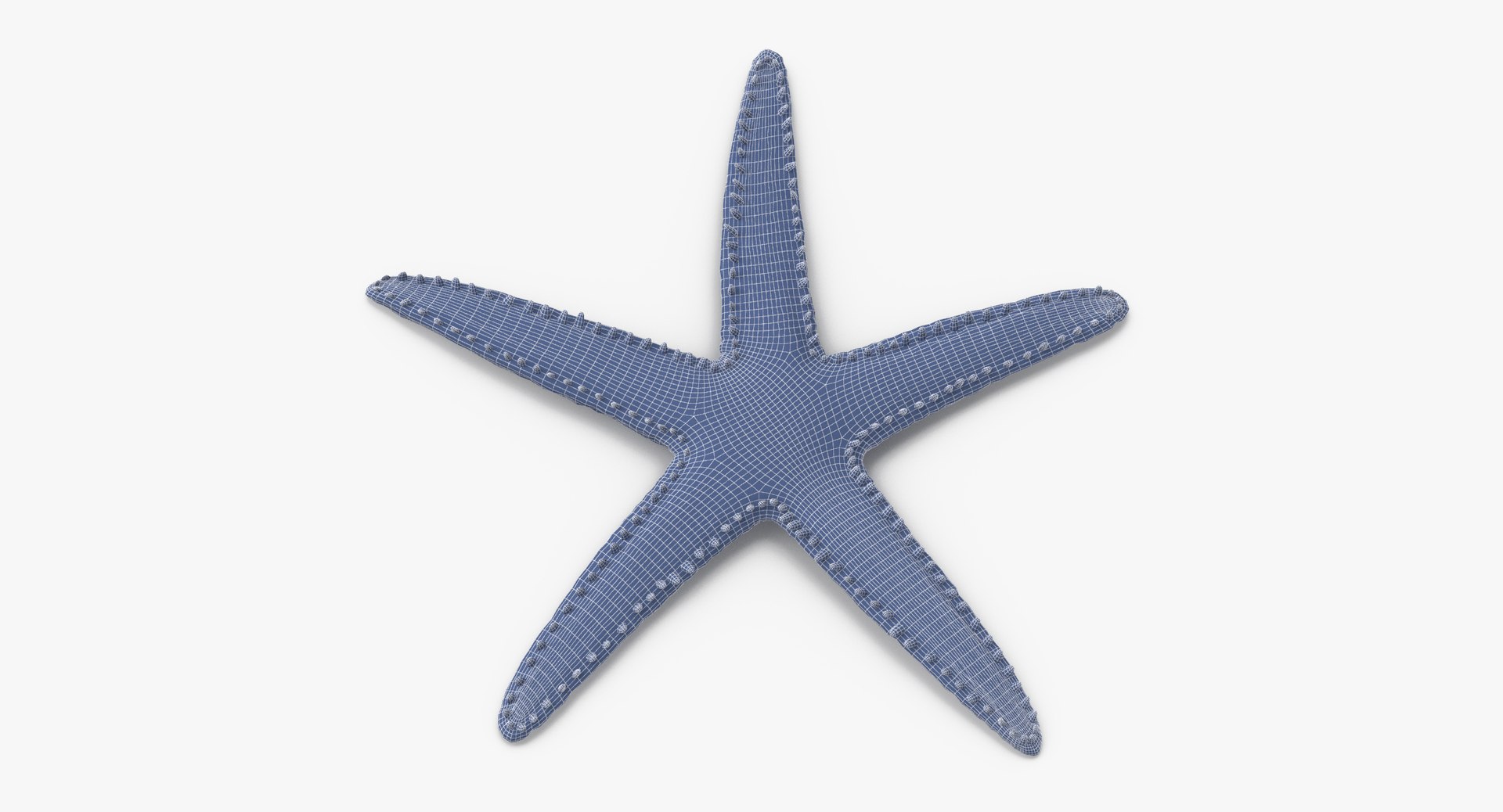 3d model of dried flat starfish
