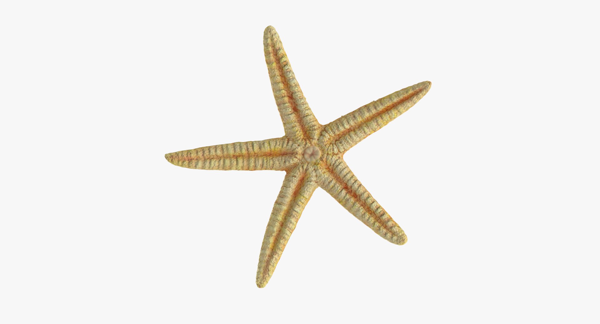 3d model of dried flat starfish