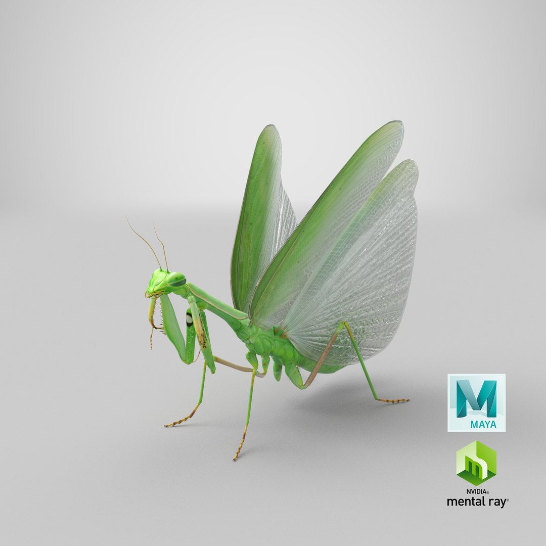 Praying Mantis Wings