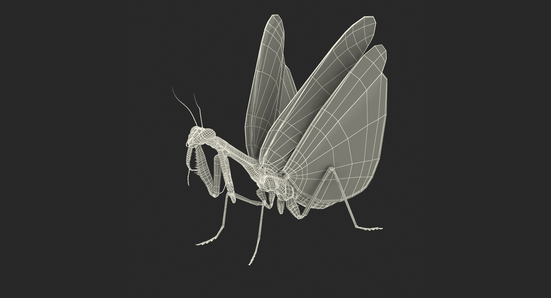 European mantis wings open 3D model - TurboSquid 1263338