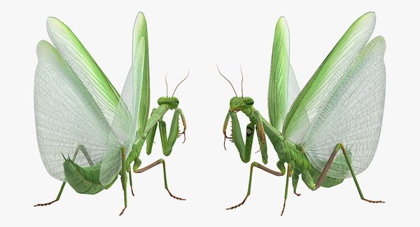 European mantis wings open 3D model - TurboSquid 1263338