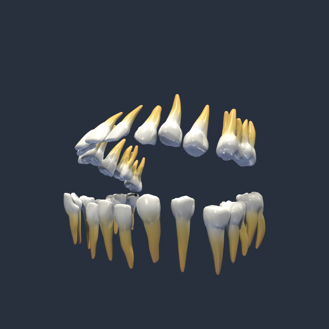 3d Model Teeth