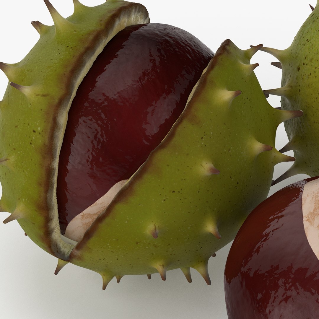 3d model realistic chestnut real