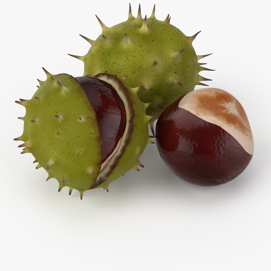 3d model realistic chestnut real