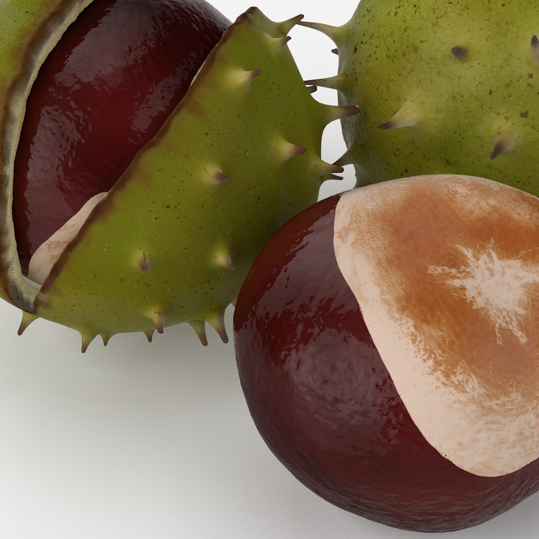 3d model realistic chestnut real