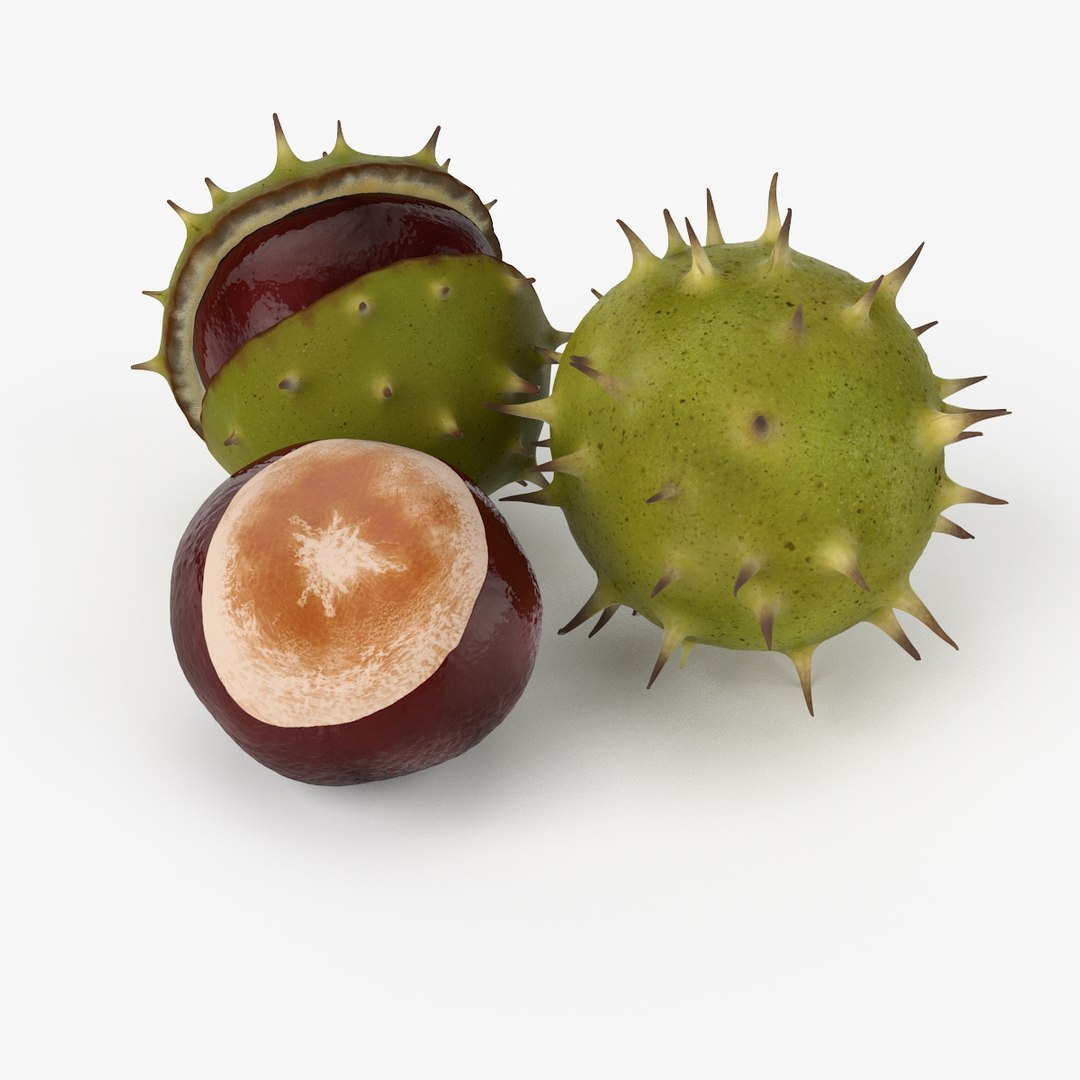 3d model realistic chestnut real