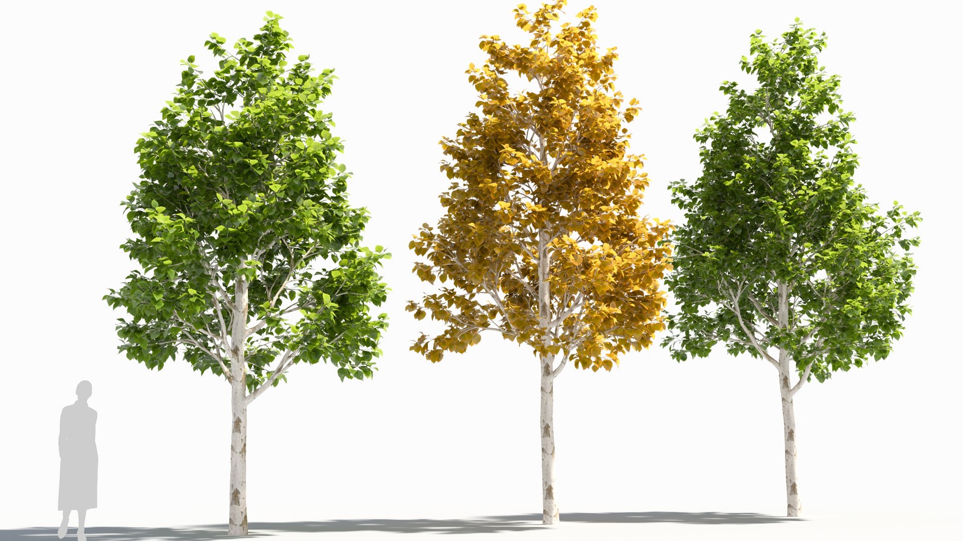 Betula Platyphylla Tree 3D Model - TurboSquid 2057932