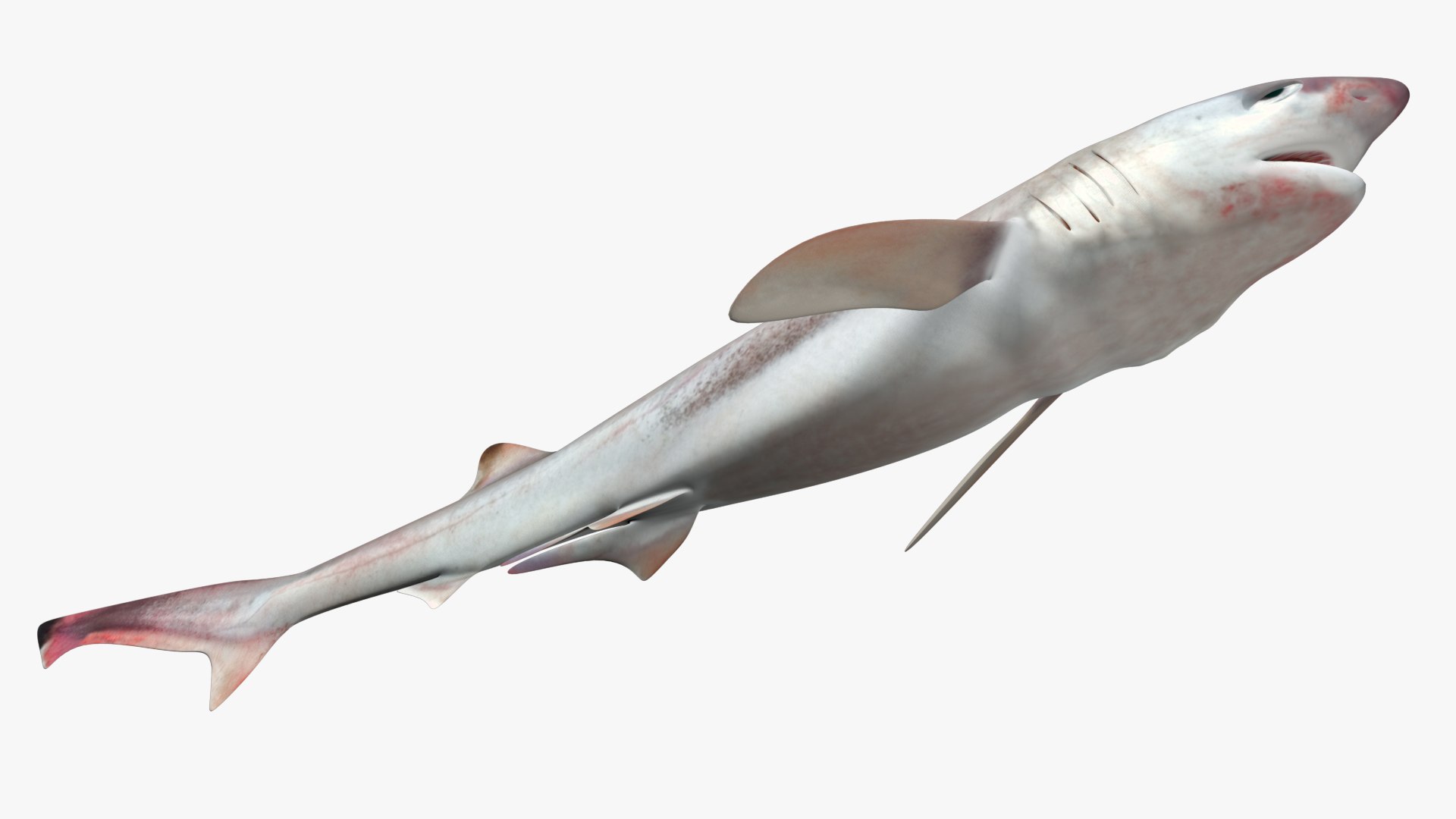 Sharpnose Sevengill Shark 3D - TurboSquid 1771040