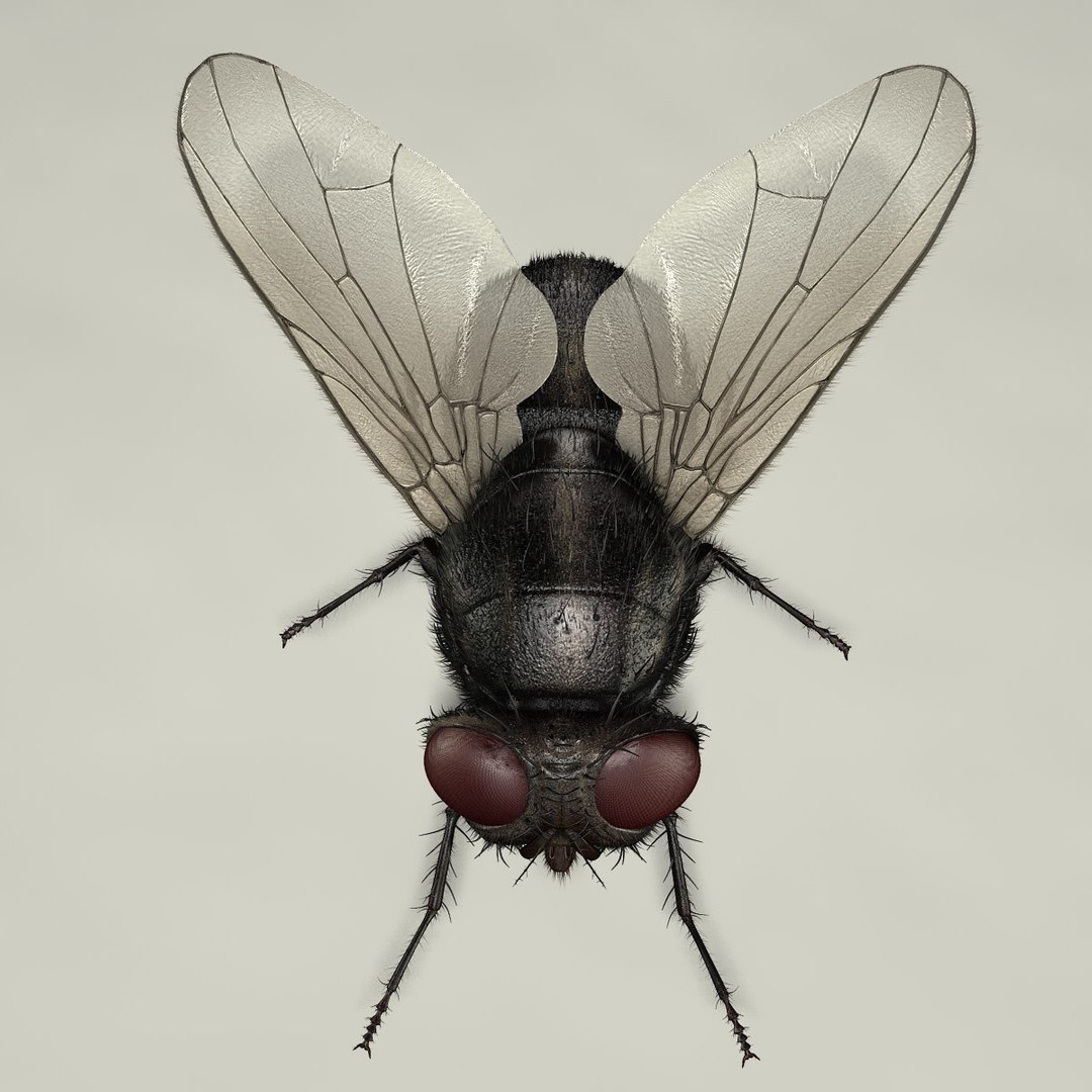 Housefly Rigged 3d Model